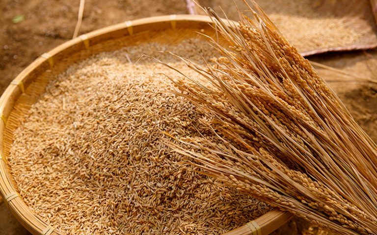 GABA Mineral Brown Rice germ – SJ Life Science